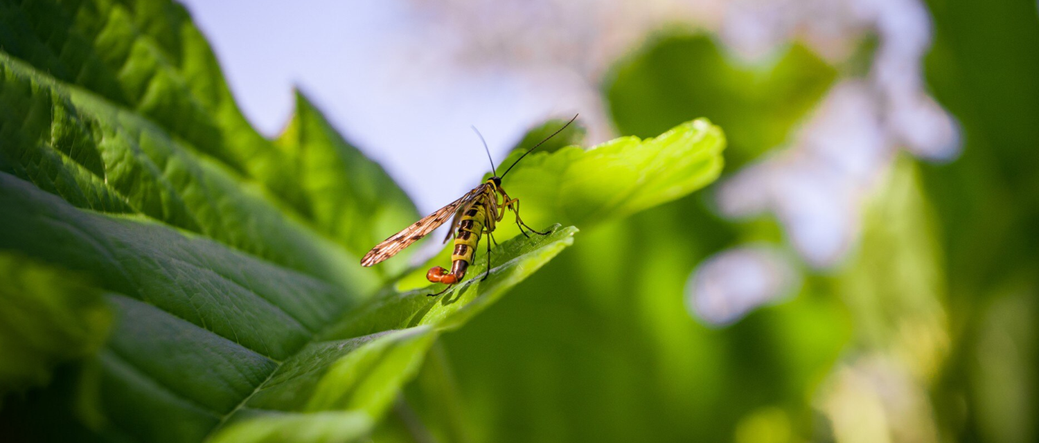 Common Flying Insects Around Plants: Types & Control Methods – mosalogic